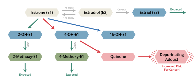 Phase 1 Estrogen Ratios